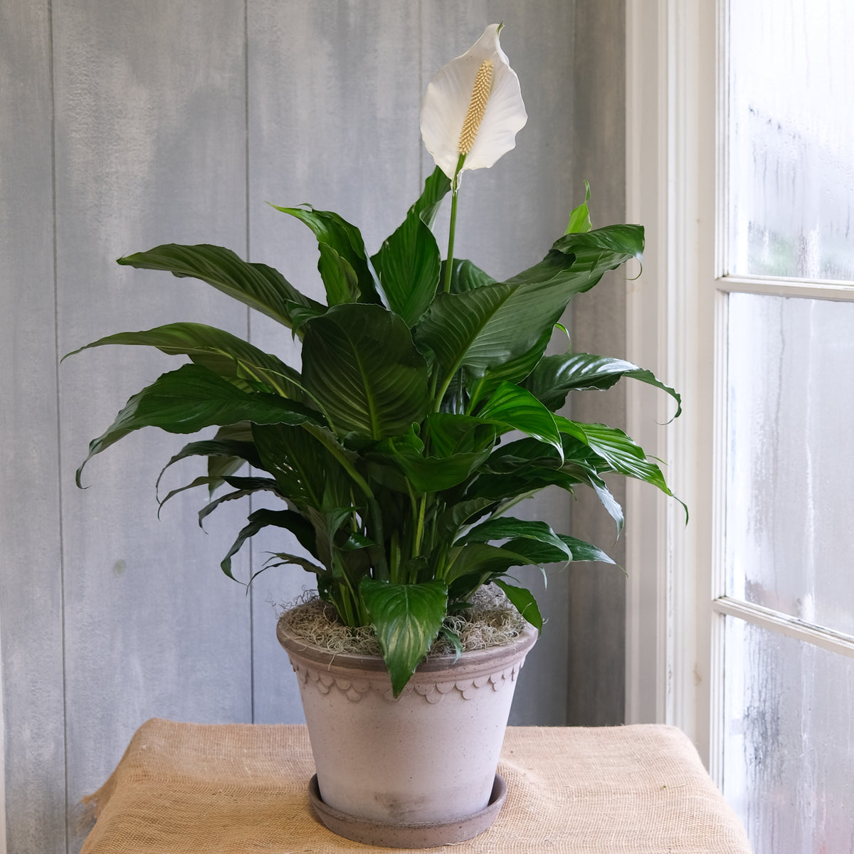 Peace Lily | Lexington, KY | Michler's Florist