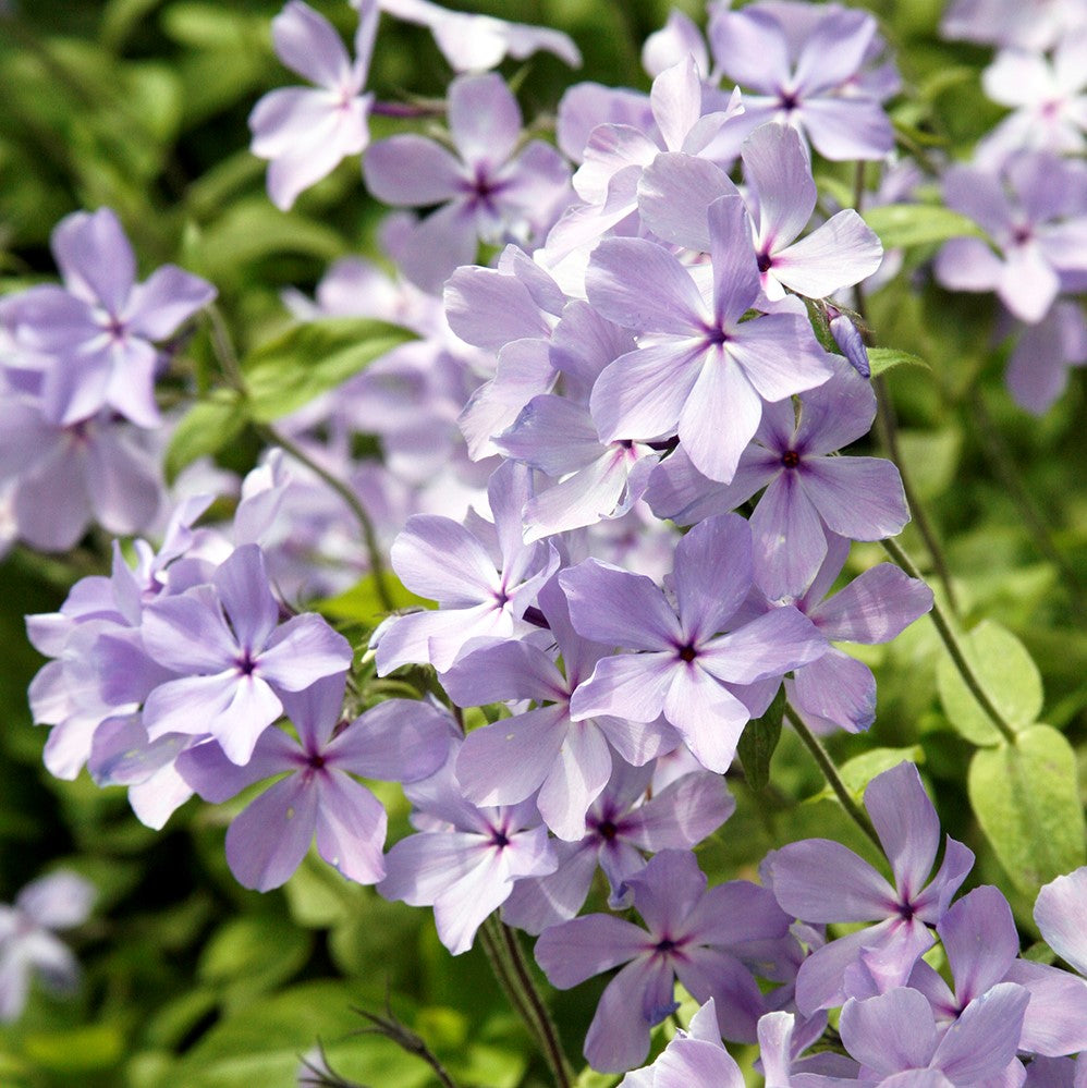 Phlox divaricata 'Blue Moon' (Wild Blue Phlox) – Michler's Florist ...
