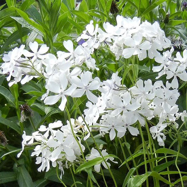 Phlox divaricata 'May Breeze' (Wild Blue Phlox) – Michler's Florist ...