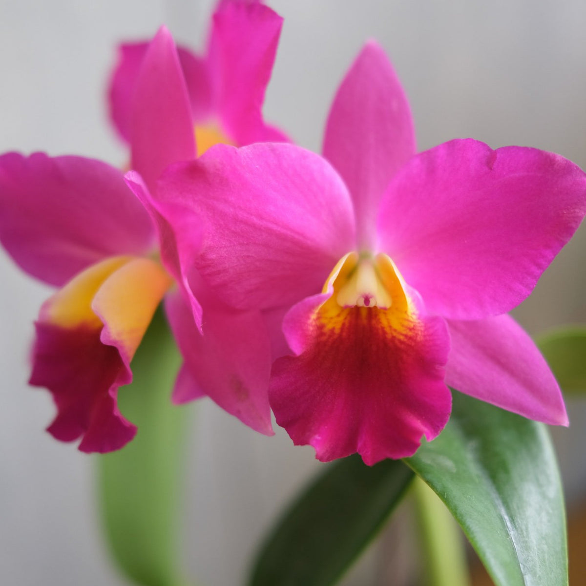 Cattleya Orchid Cattleya