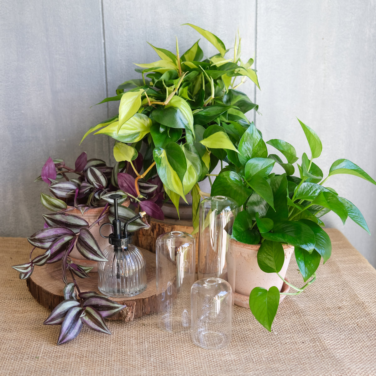 Propagation Starter Kit | Michler's Florist | Lexington, KY – Michler's ...