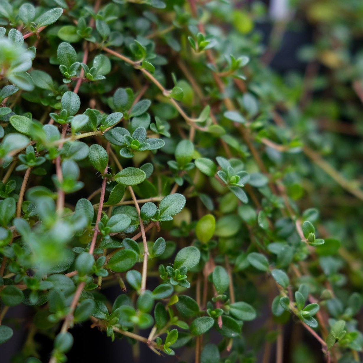 Thymus praecox 'Coccineus' (Red Creeping Thyme) | Herb in Lexington, KY ...