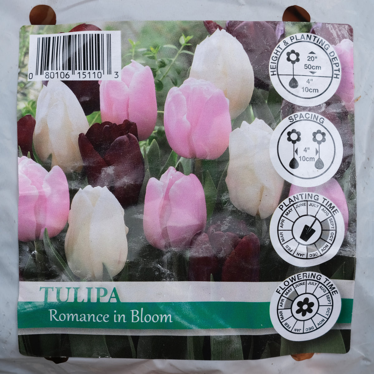 Tulip - Tulipa 'Romance in Bloom' – Michler's Florist, Greenhouses ...