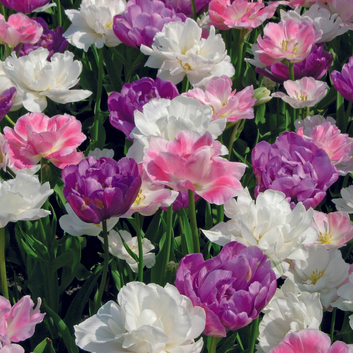 Tulip - Tulipa 'Double Bubble' – Michler's Florist, Greenhouses ...