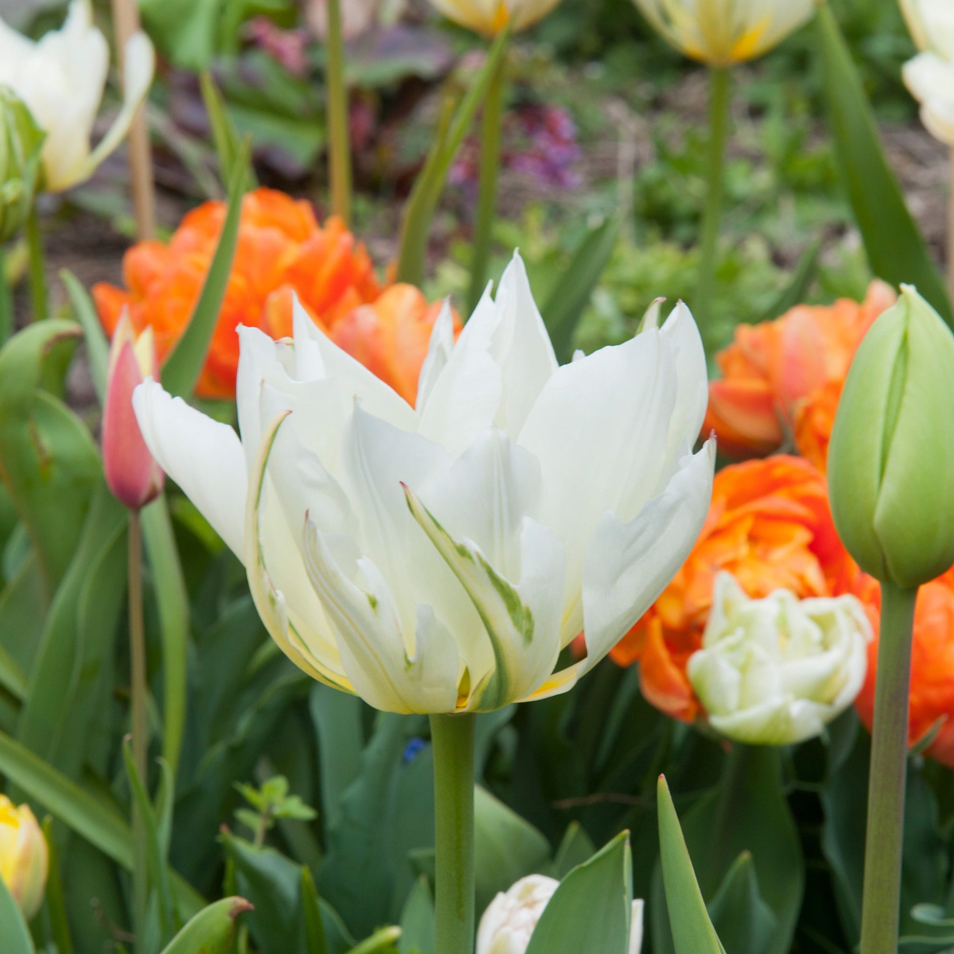 Tulip - Tulipa 'Exotic Emperor' – Michler's Florist, Greenhouses ...