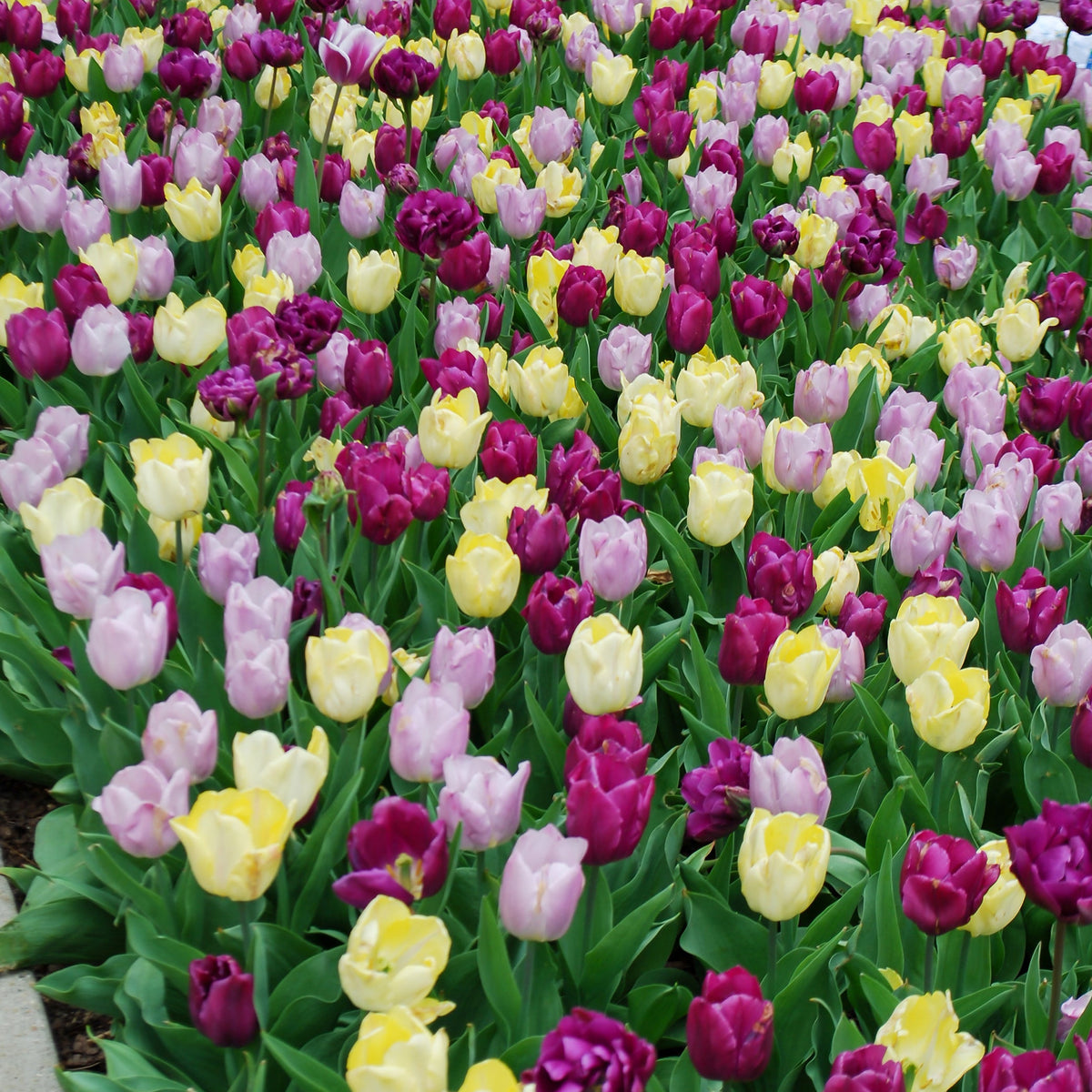 Tulip - Tulipa 'Prince Mix' – Michler's Florist, Greenhouses & Garden ...