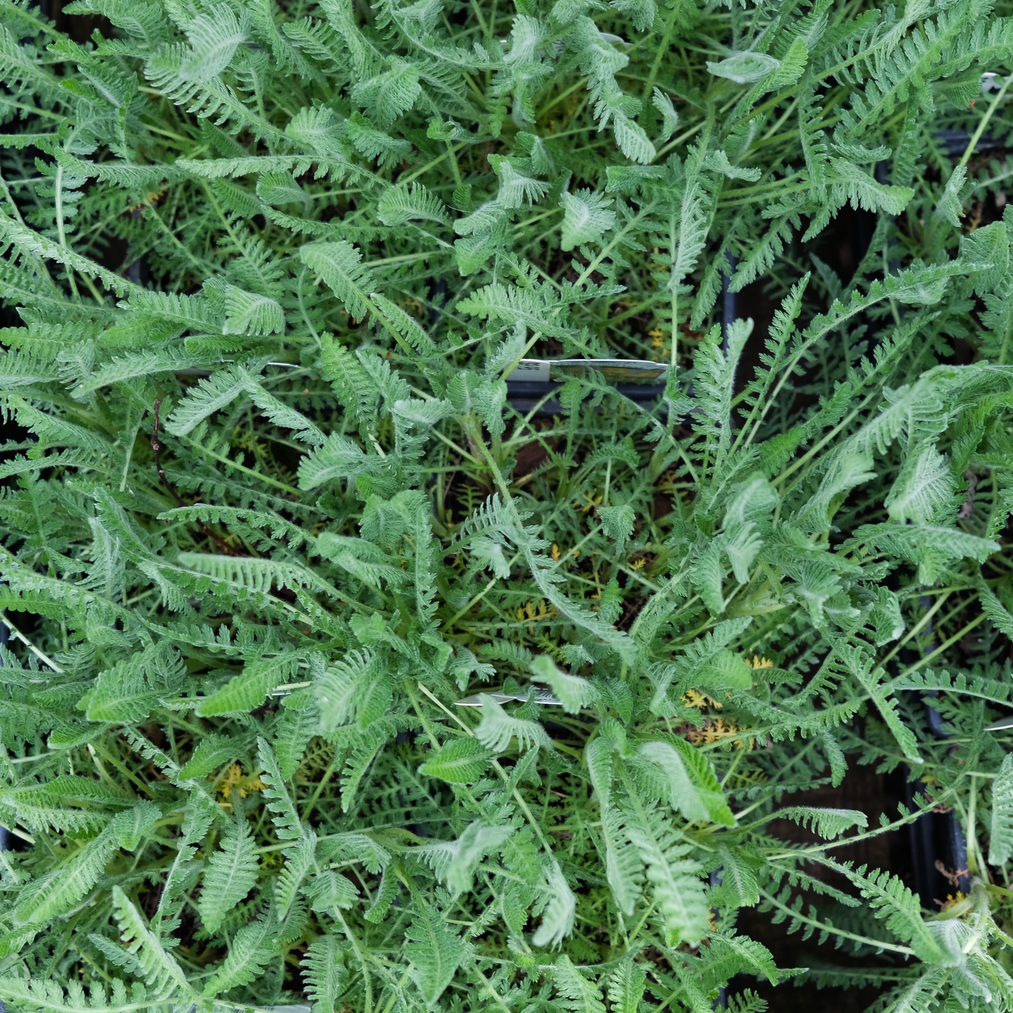 Achillea 'Coronation Gold' | Perennial in Lexington, KY | Michler's ...