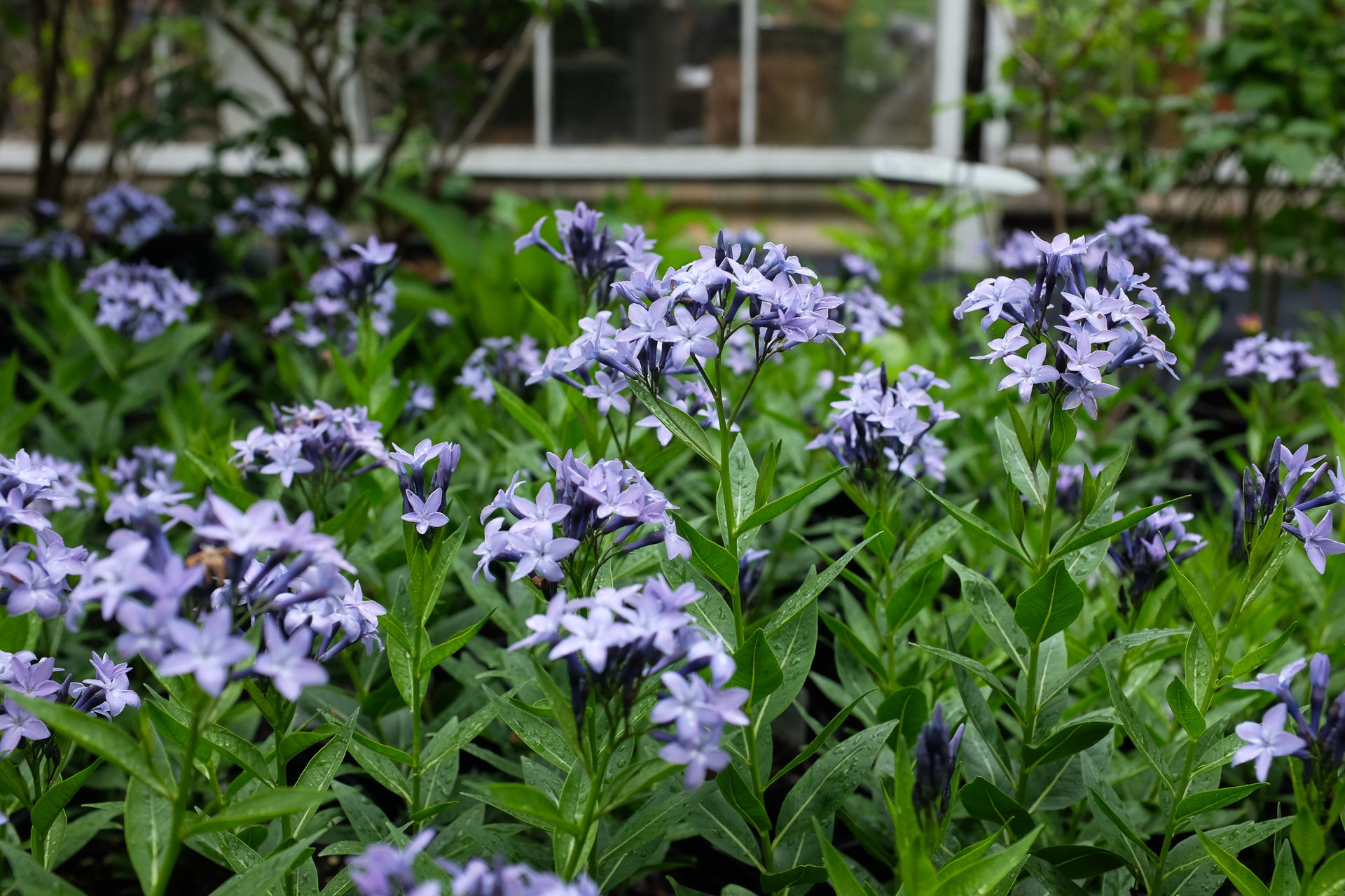 Amsonia 'Blue Ice' (Blue Star) – Michler's Florist, Greenhouses ...