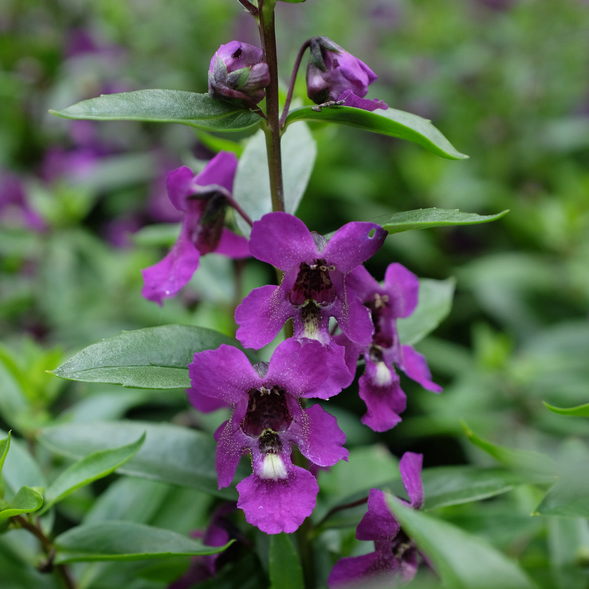 Angelonia 'Serena Purple' – Michler's Florist, Greenhouses & Garden Design