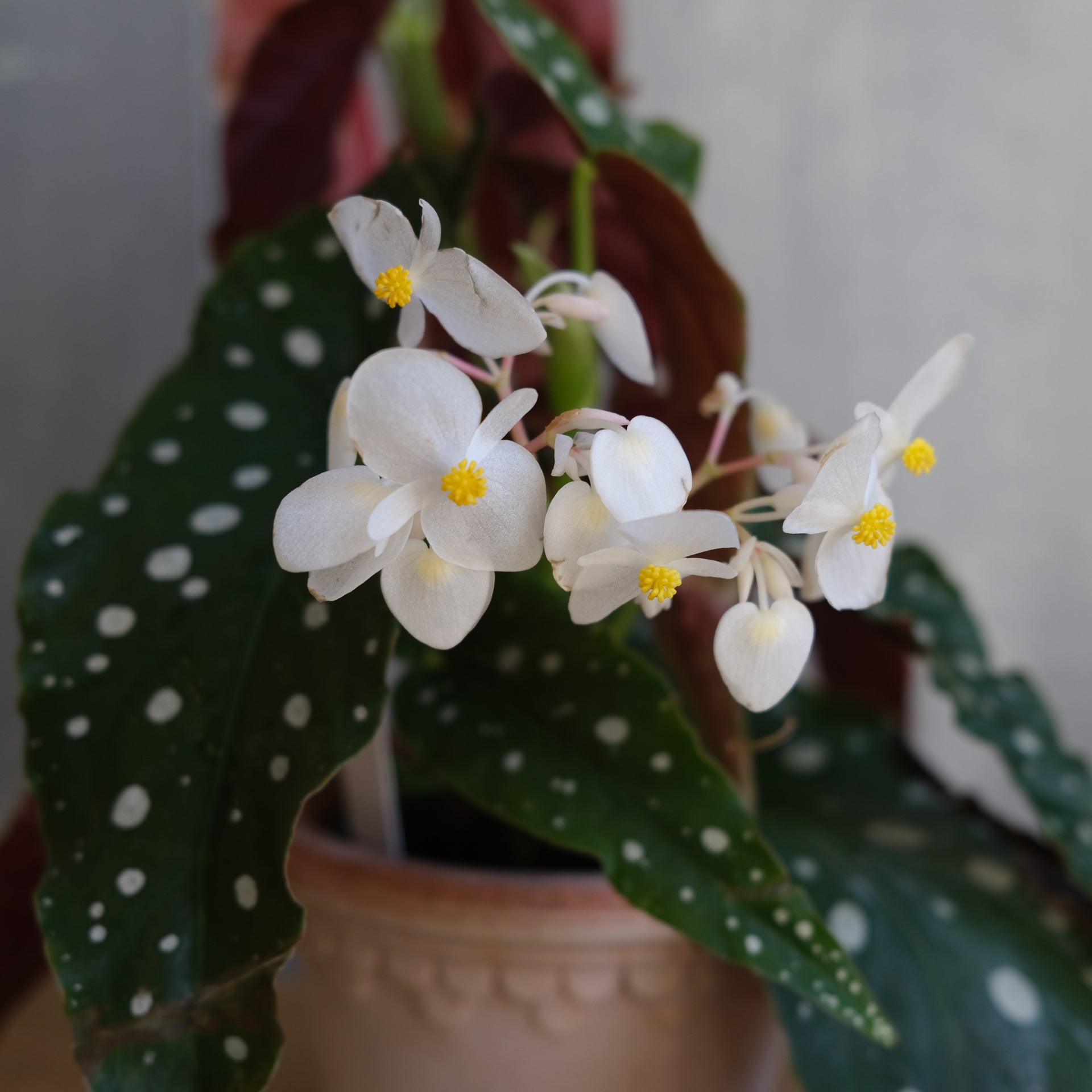 Begonia maculata - Angel Wing l Lexington, KY | Michler's Florist ...