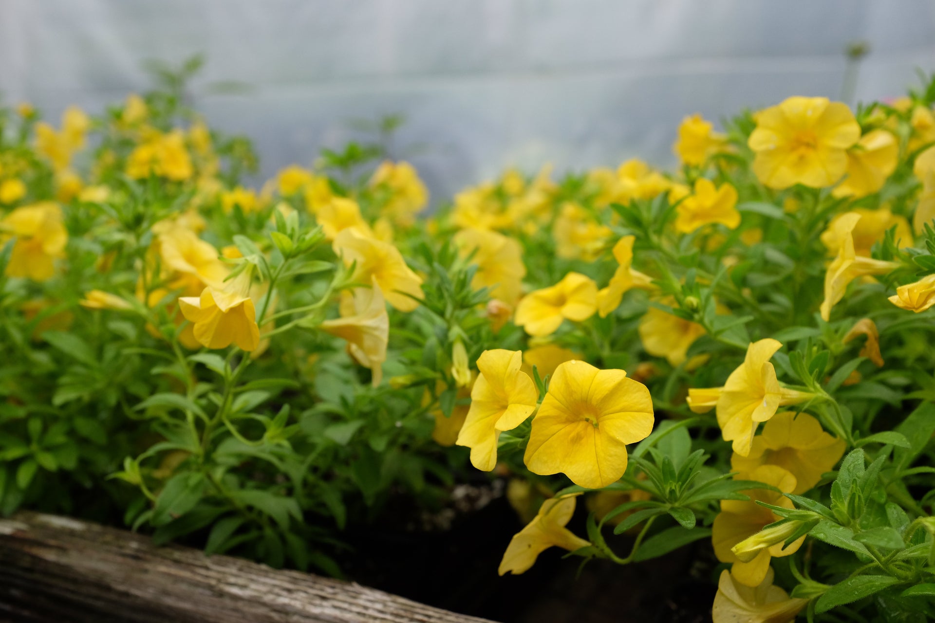 Calibrachoa 'Callie Yellow Improved' – Michler's Florist, Greenhouses ...