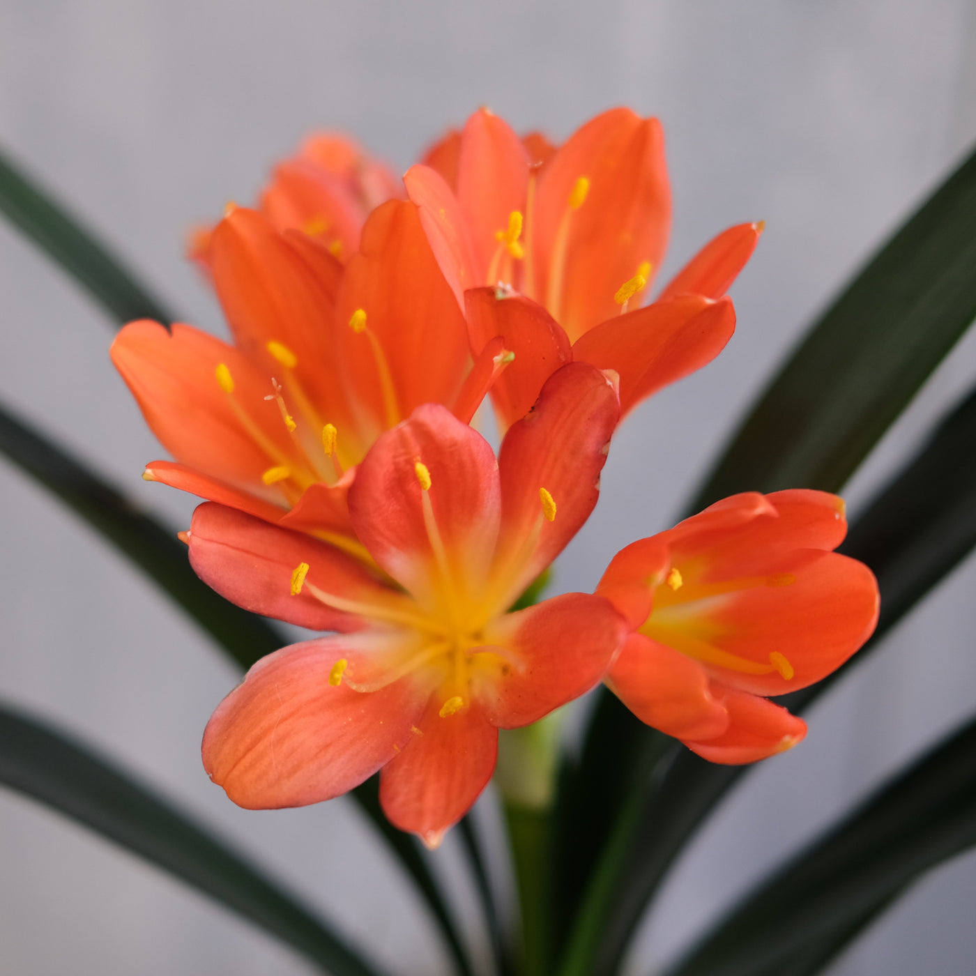 Clivia miniata - Bush Lily l Lexington KY | Michler's Florist – Michler ...