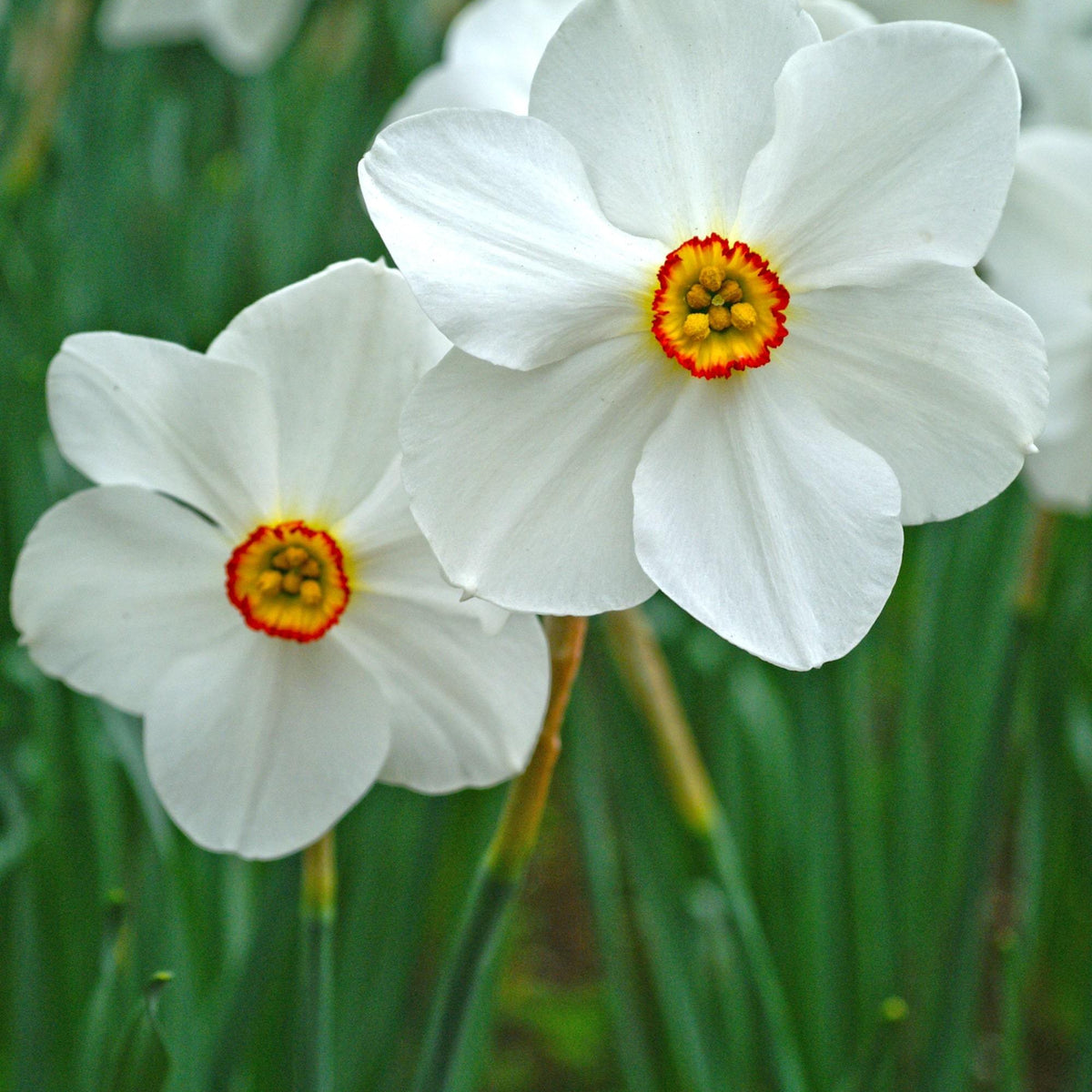 Daffodil - Narcissus poeticus 'Recurvus' – Michler's Florist ...