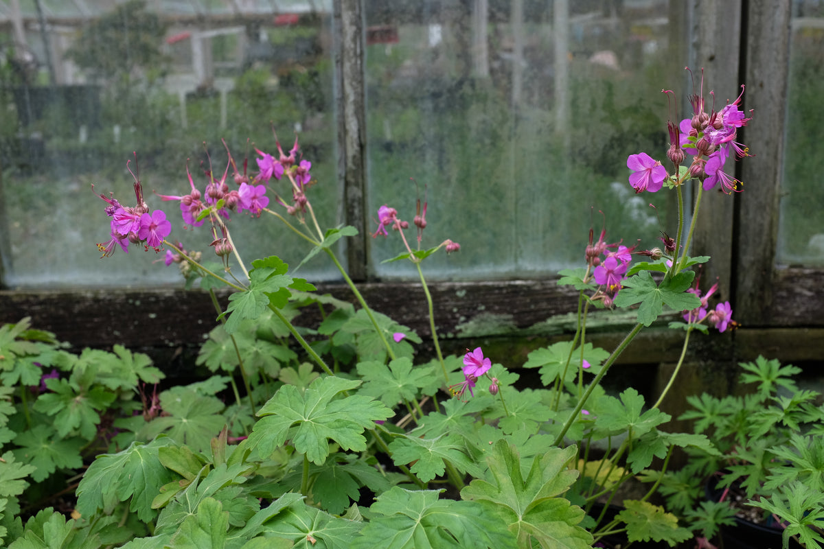 Geranium macrorrhizum 'Bevan's Variety' | Lexington, KY | Michler's