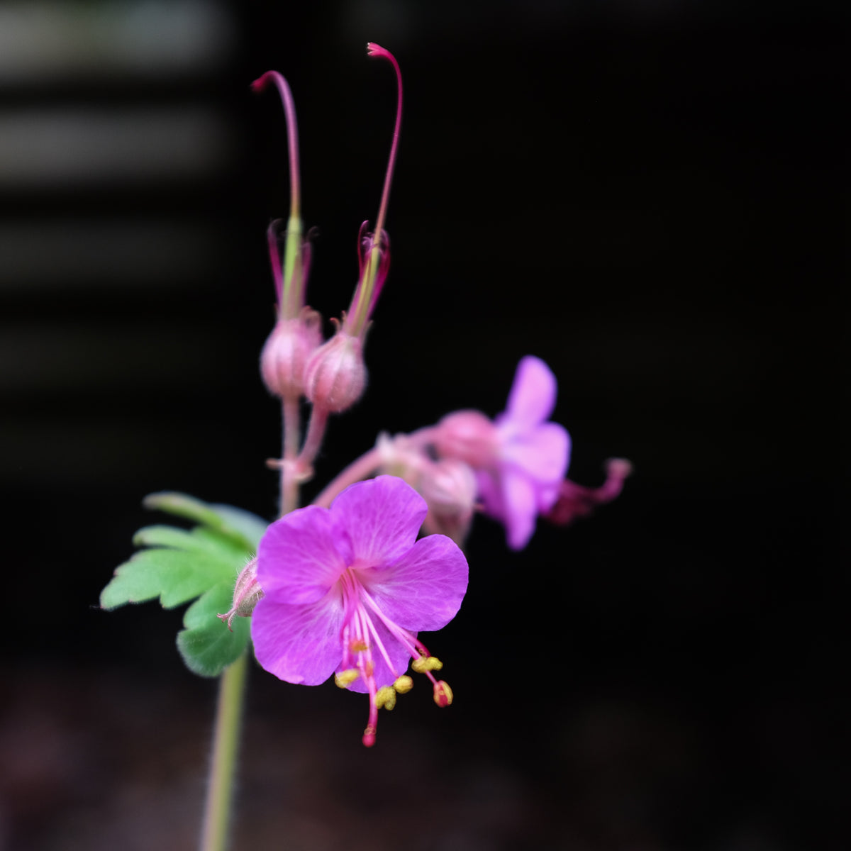 Geranium macrorrhizum 'Bevan's Variety' | Lexington, KY | Michler's ...