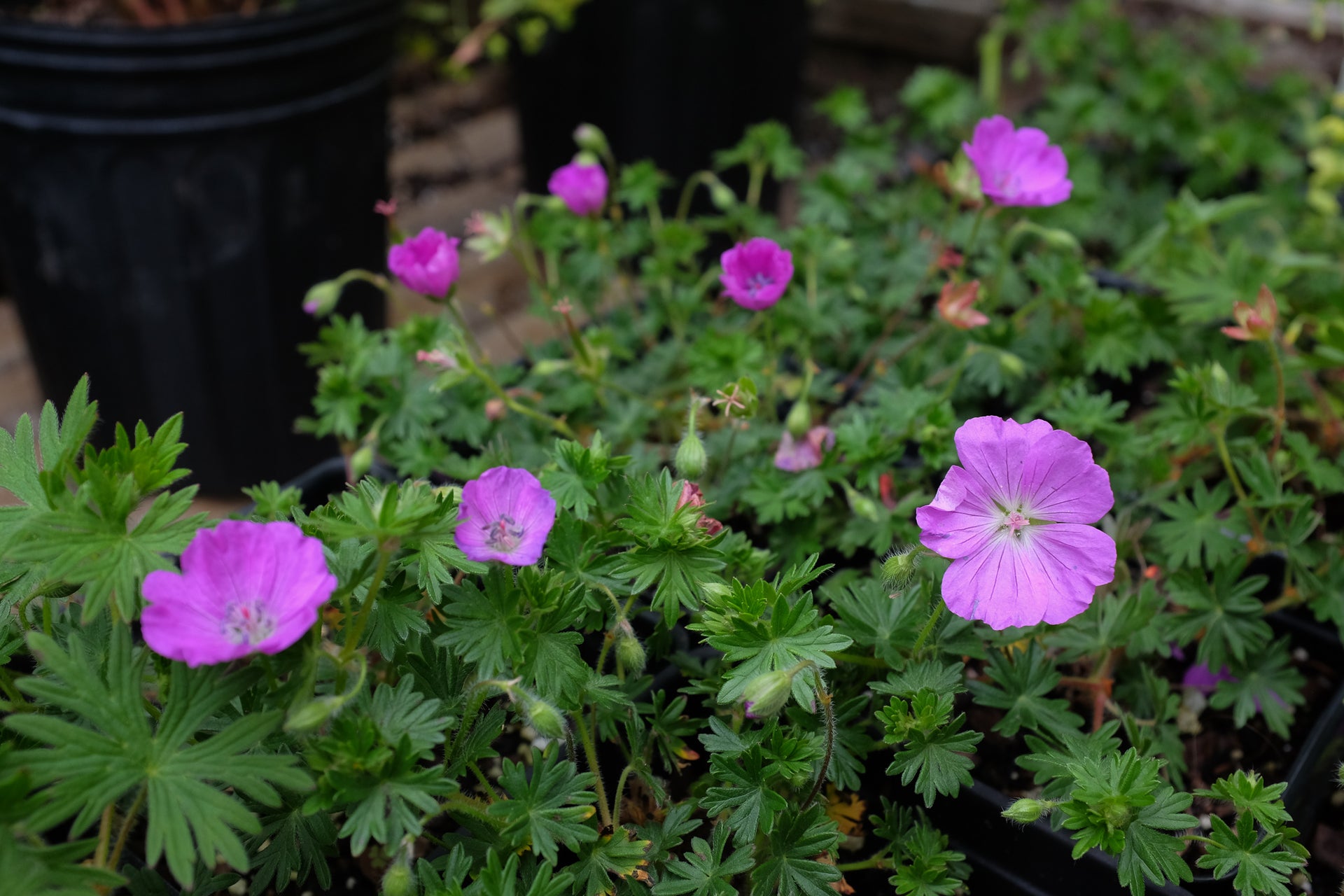 Geranium sanguineum 'Max Frei' (Bloody Cranesbill) – Michler's Florist ...