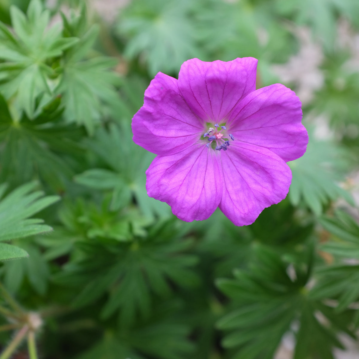 Geranium sanguineum 'Max Frei' (Bloody Cranesbill) – Michler's Florist ...