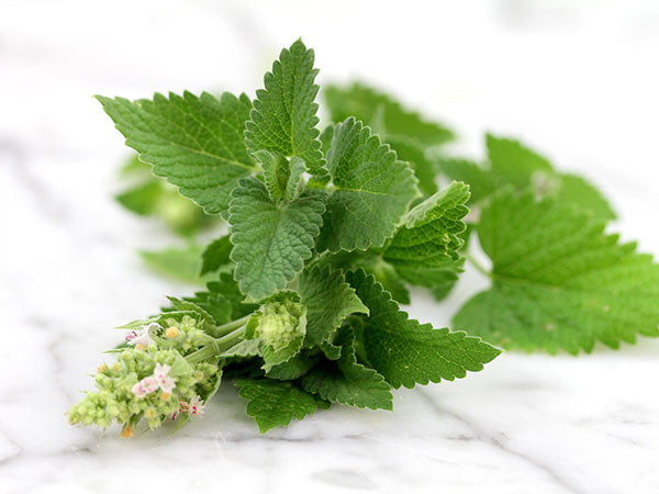 Catnip - Nepeta cataria 'Citriodora' (Lemon Catnip)