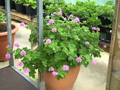 Pelargonium 'True Rose' (Scented Geranium, True Rose Geranium ...