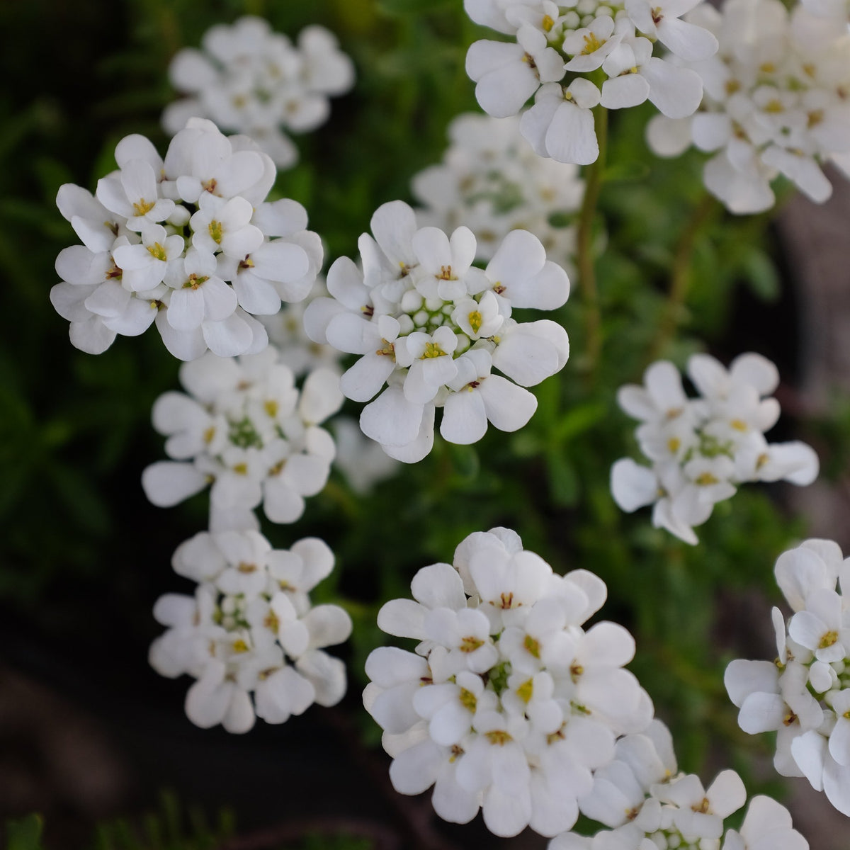Iberis sempervirens 'Snowflake' (Candytuft) – Michler's Florist ...