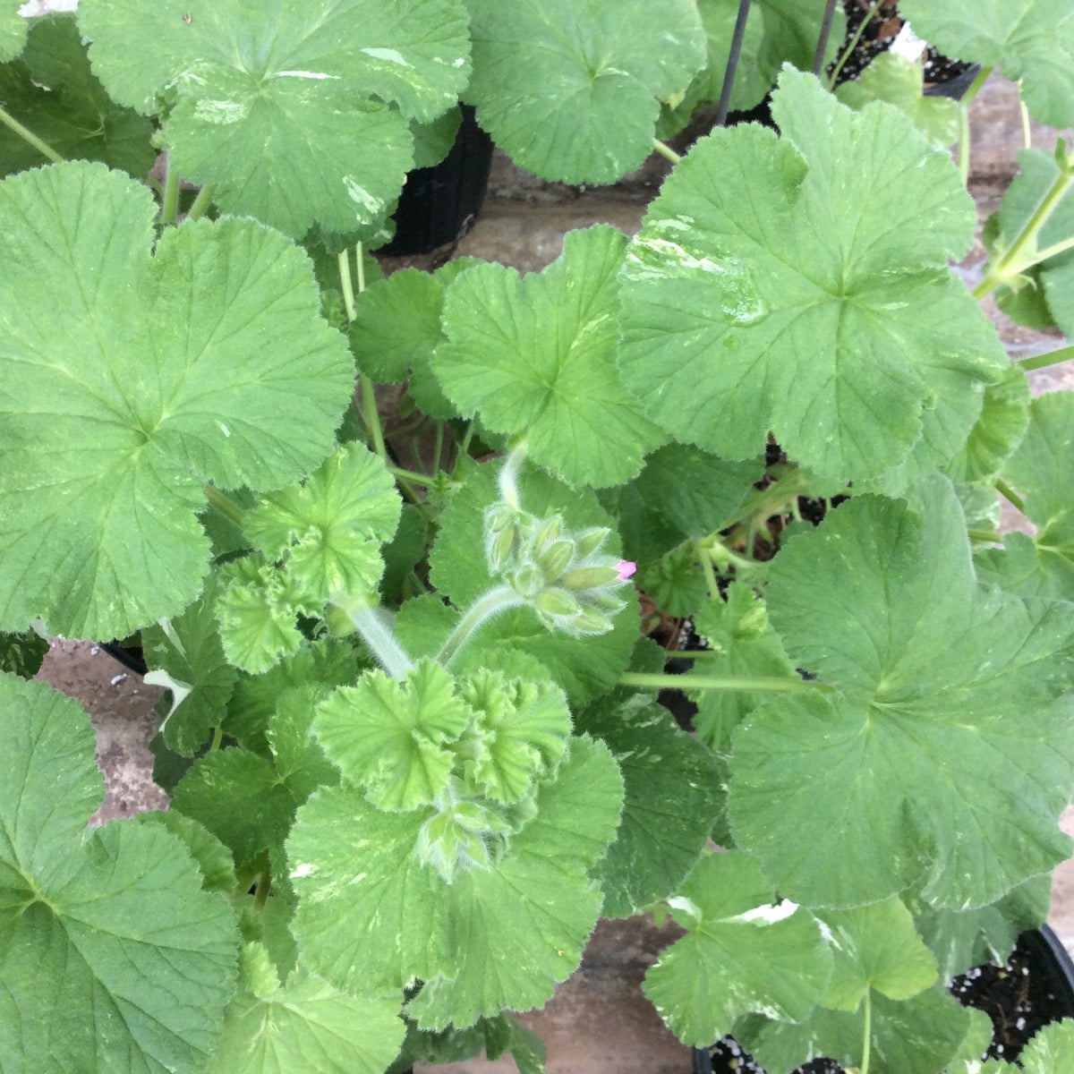Pelargonium 'Snowflake' (Scented Geranium, Snowflake Rose Geranium ...