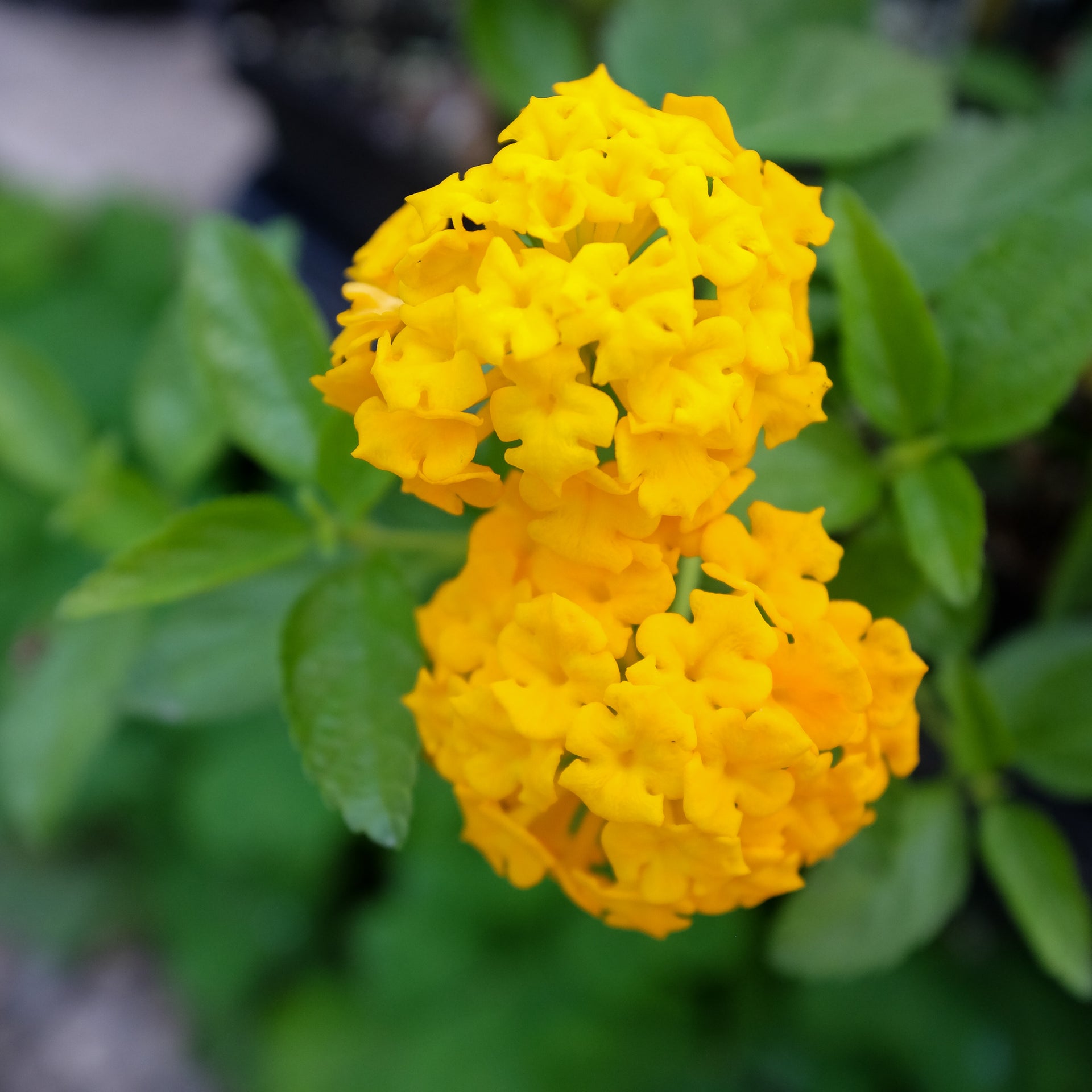 Perennial Lantana Varieties 2020: Year Of The Lantana Laidback