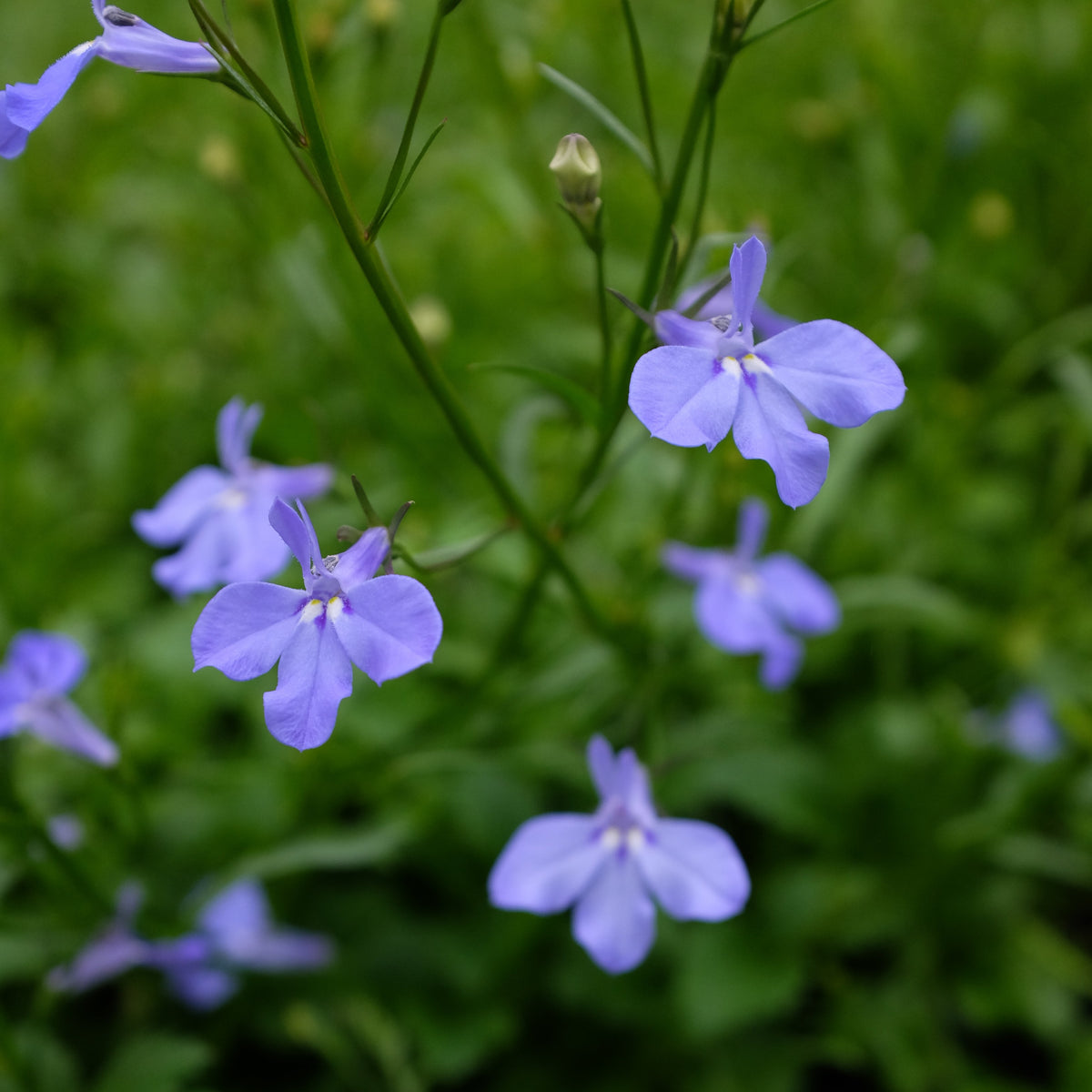 Lobelia 'Laguna Sky Blue'