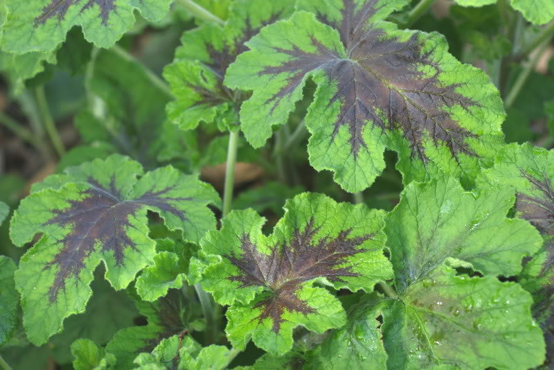 Pelargonium 'Chocolate Mint' (Scented Geranium, Chocolate Mint Geraniu ...