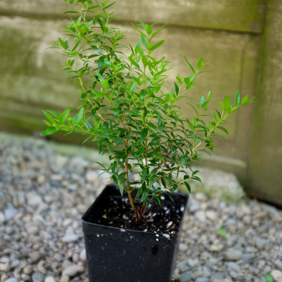 Myrtus communis (Dwarf Myrtle) – Michler's Florist, Greenhouses ...