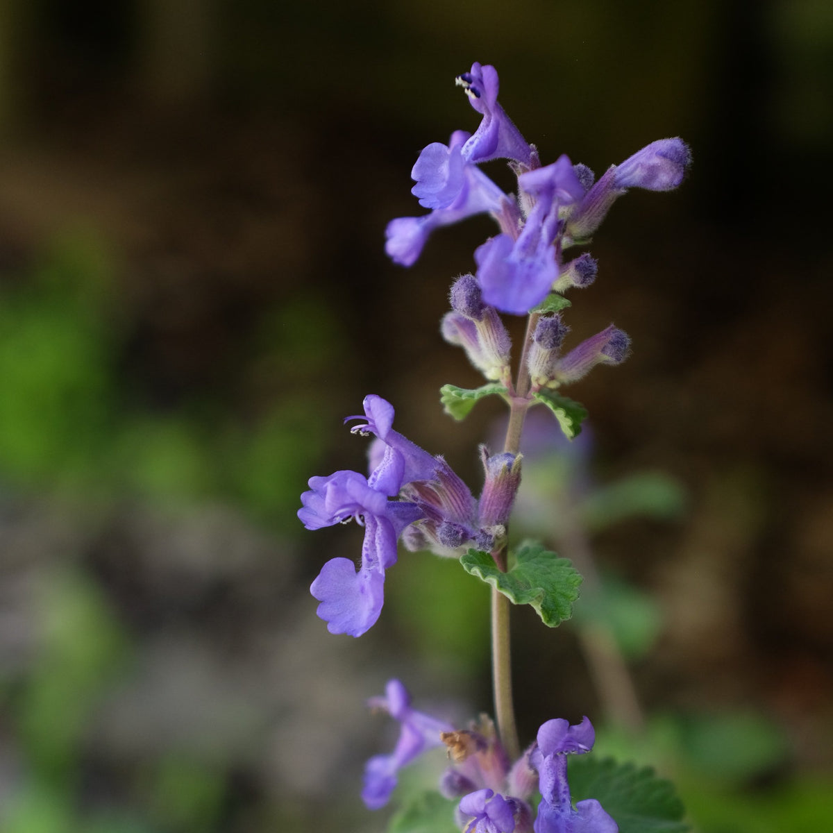 Nepeta x faassenii 'Early Bird' (Catmint)