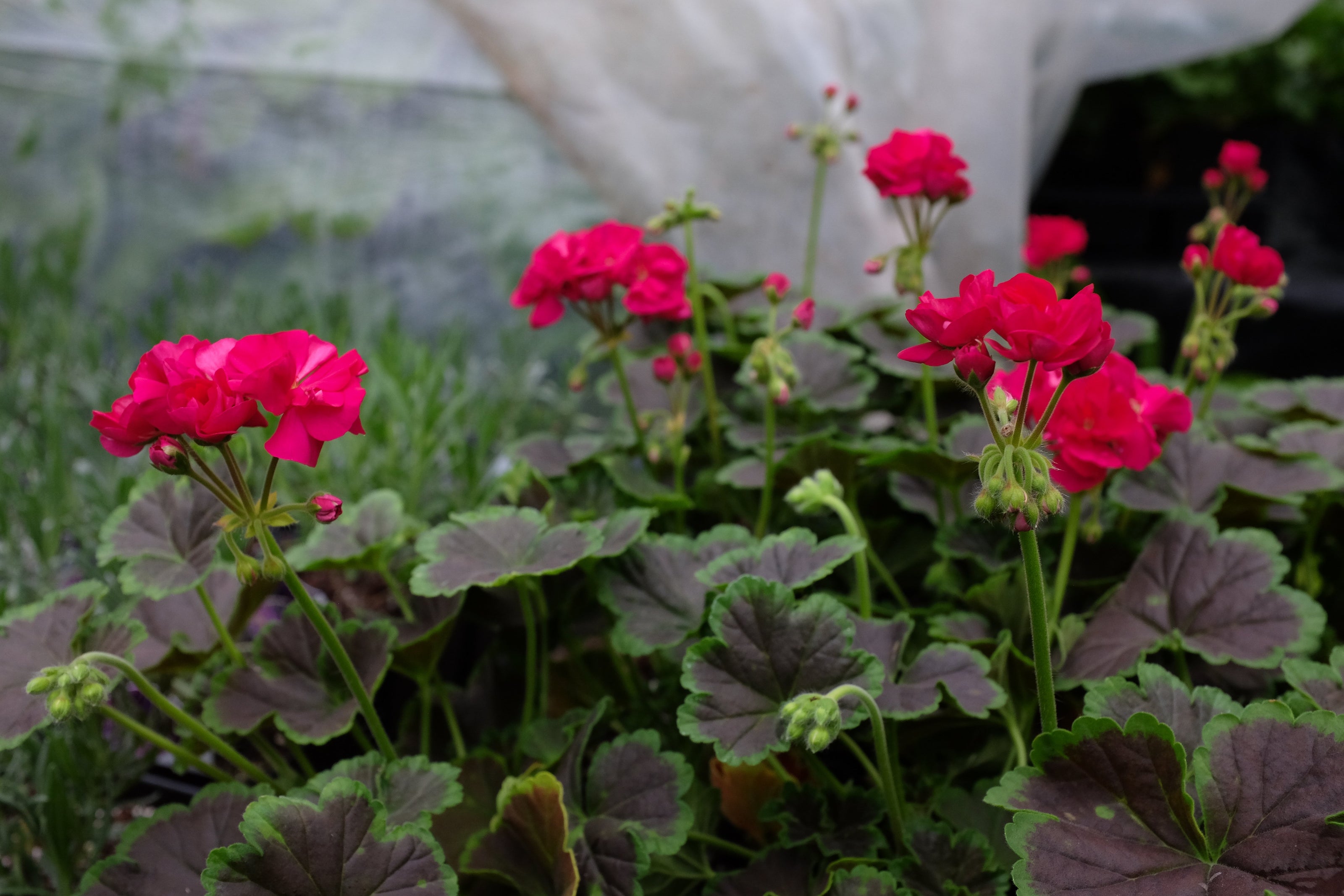 Geranium - Pelargonium 'Brocade Cherry Night' – Michler's Florist ...