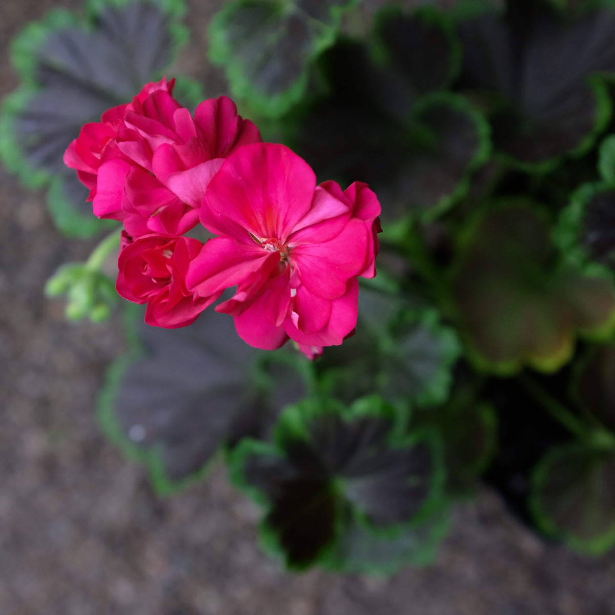Geranium - Pelargonium 'Brocade Cherry Night' – Michler's Florist ...