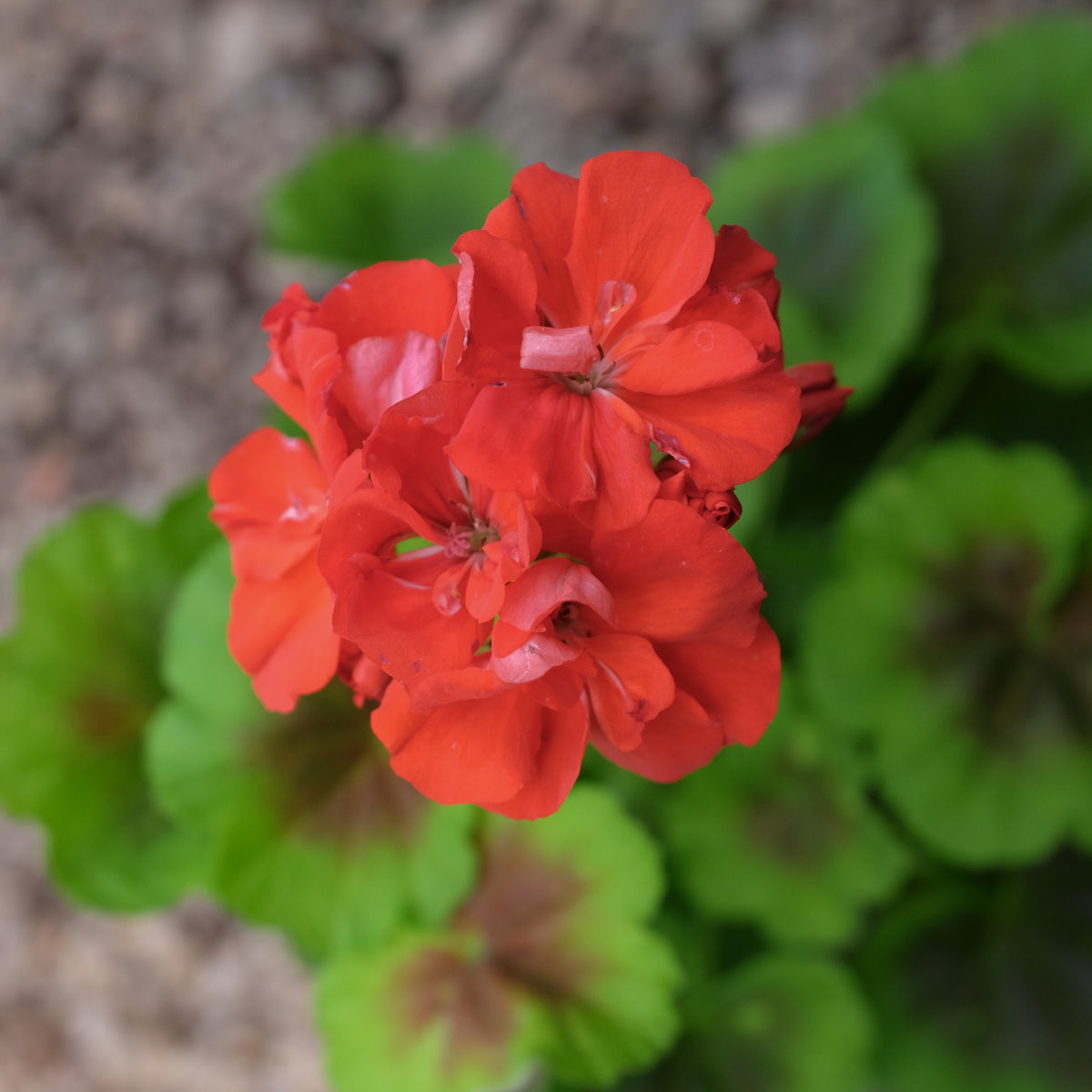 Geranium - Pelargonium 'Brocade Fire' – Michler's Florist, Greenhouses ...