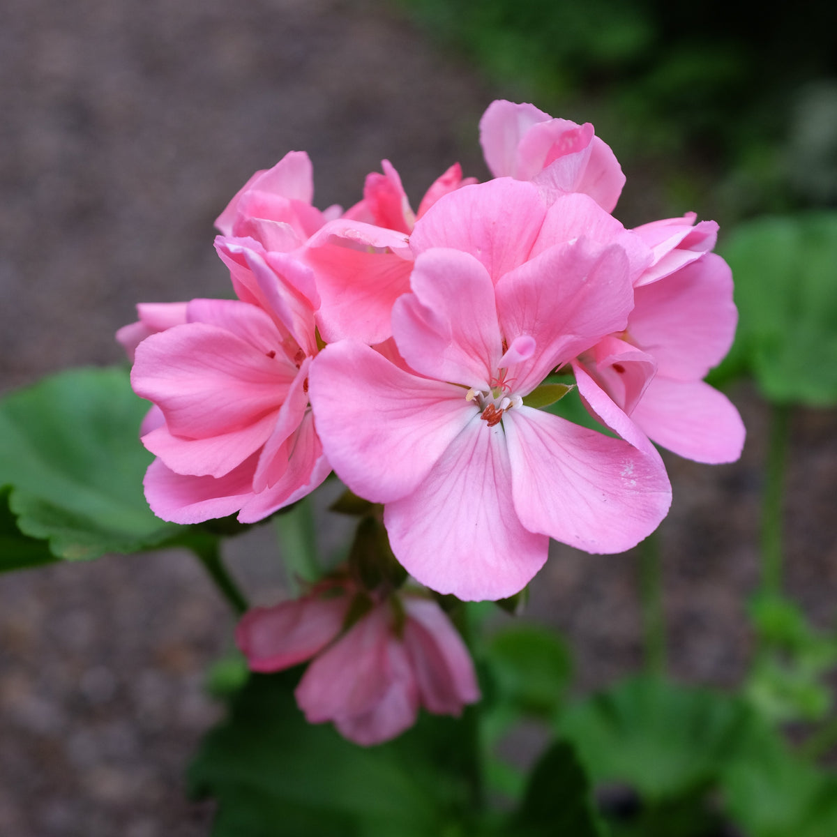 Geranium - Pelargonium 'Patriot Bright Pink' – Michler's Florist ...