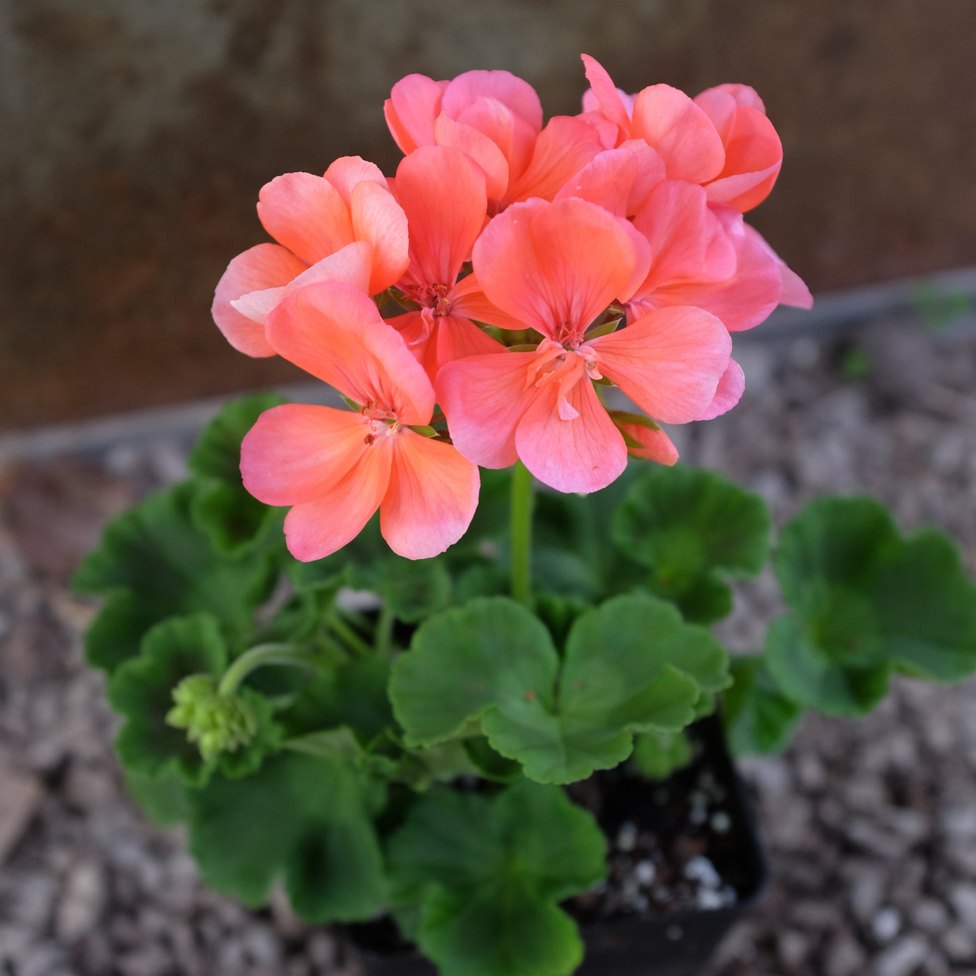 Geranium - Pelargonium 'Patriot Evening Glow' – Michler's Florist ...