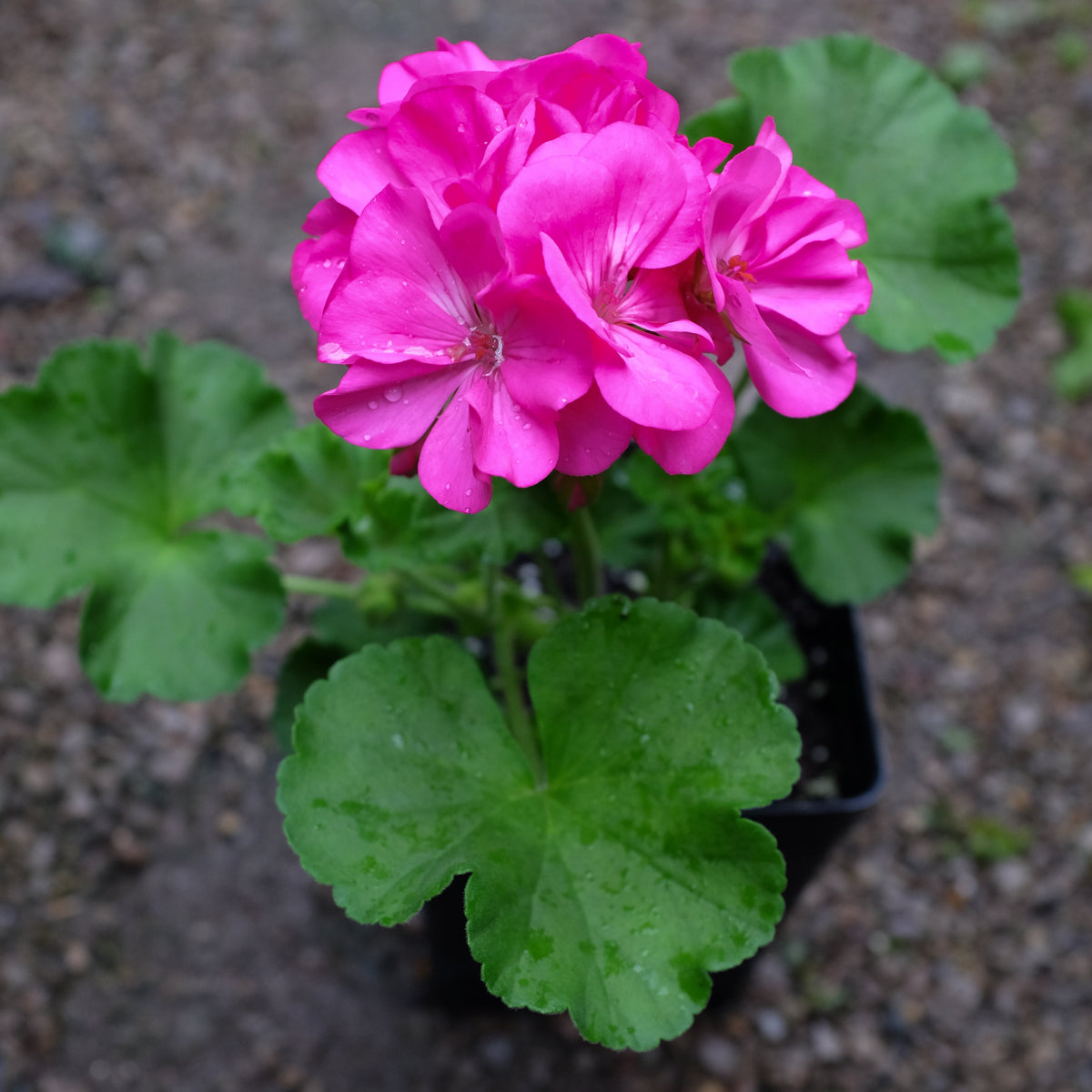 Geranium - Pelargonium 'Patriot Rose Pink' – Michler's Florist ...