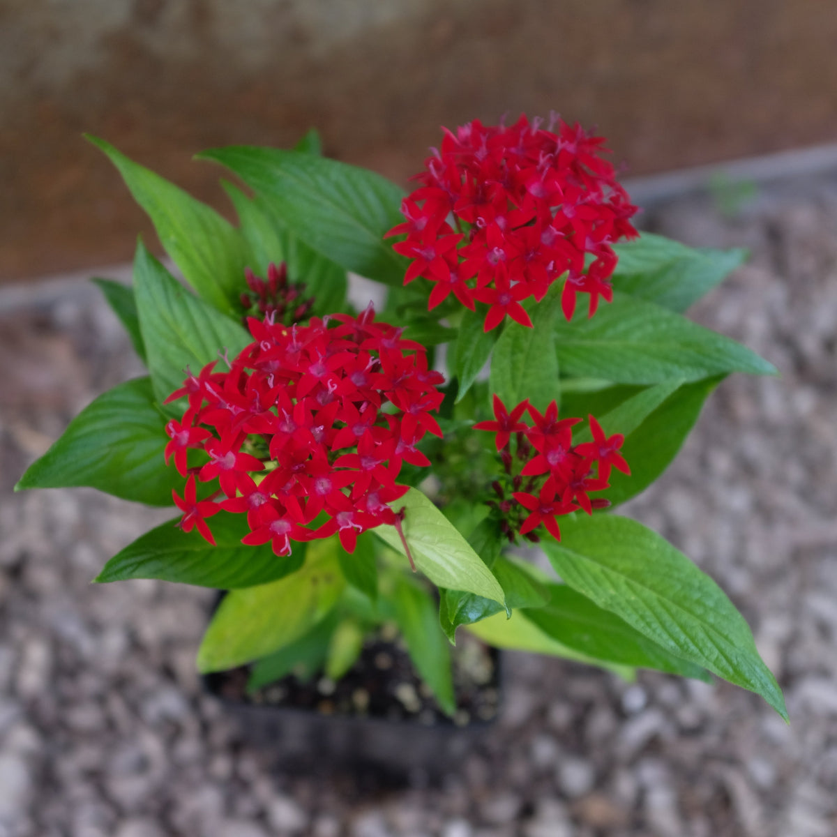 Pentas 'Dwarf Red'