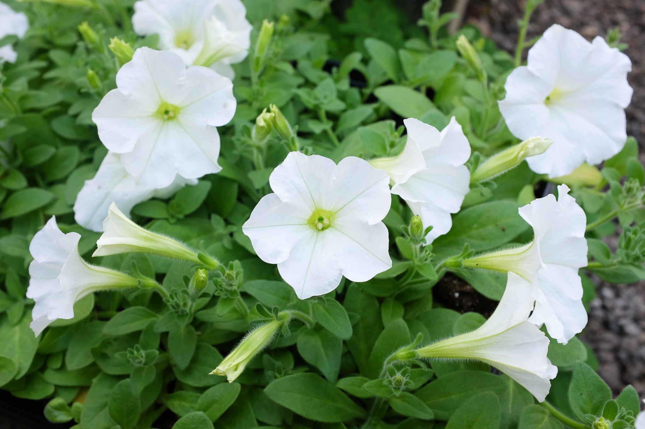 Petunia Easy Wave White