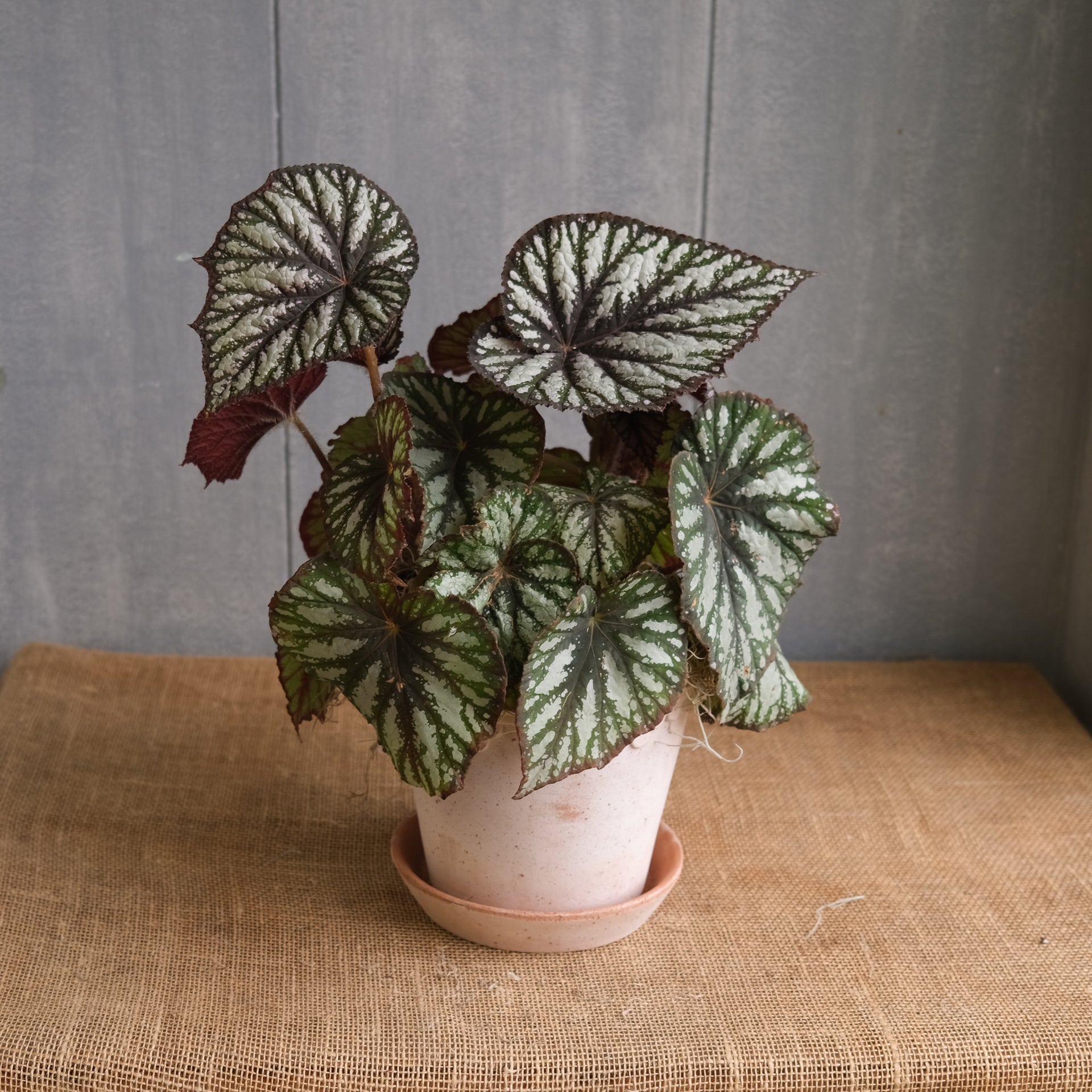 Begonia - Rex l Lexington, KY | Michler's Florist – Michler's Florist ...