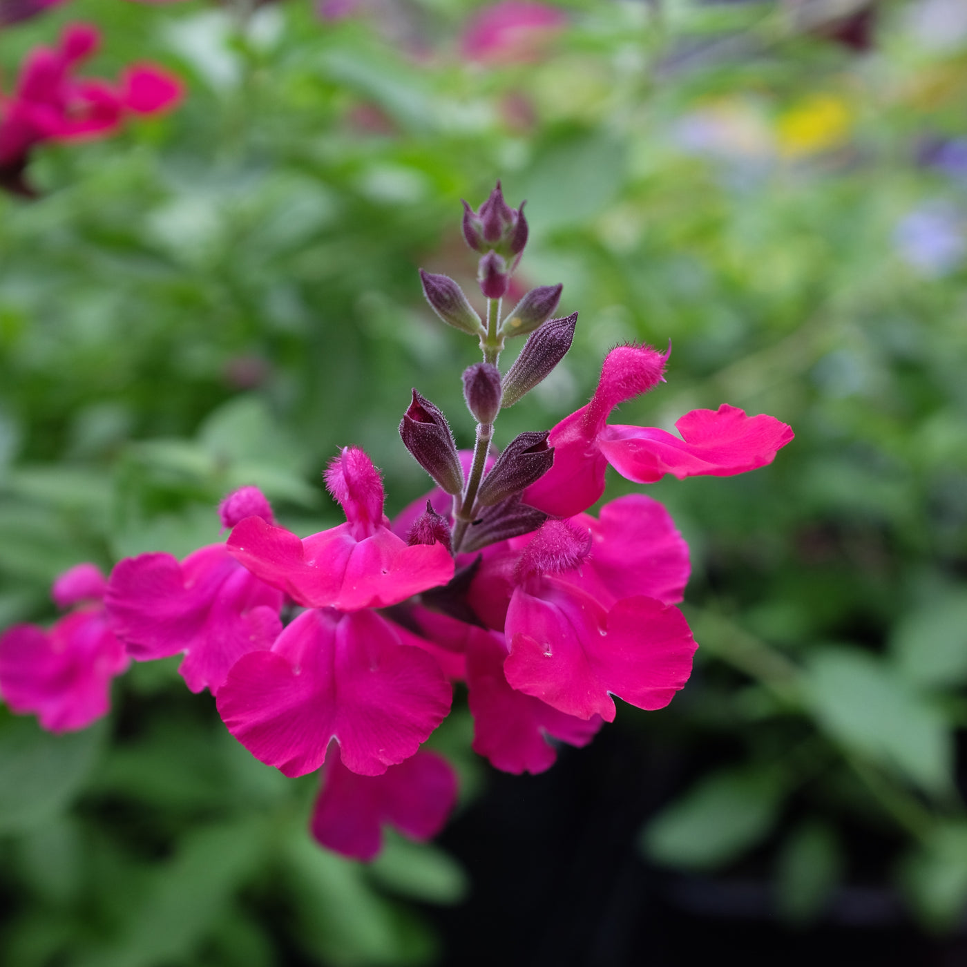 Salvia 'Raspberry Royale' | Annual in Lexington, KY | Michler's ...