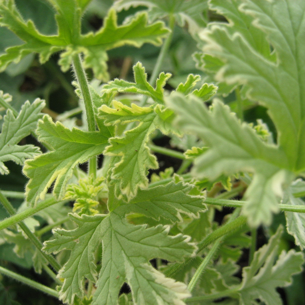 Pelargonium 'Grey Lady Plymouth' (Scented Geranium, Grey Lady Plymouth ...