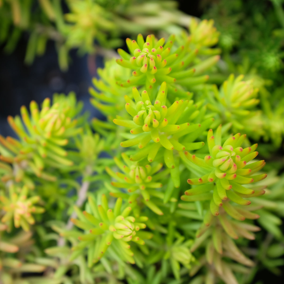 Sedum rupestre 'Angelina' (Stonecrop) – Michler's Florist, Greenhouses ...