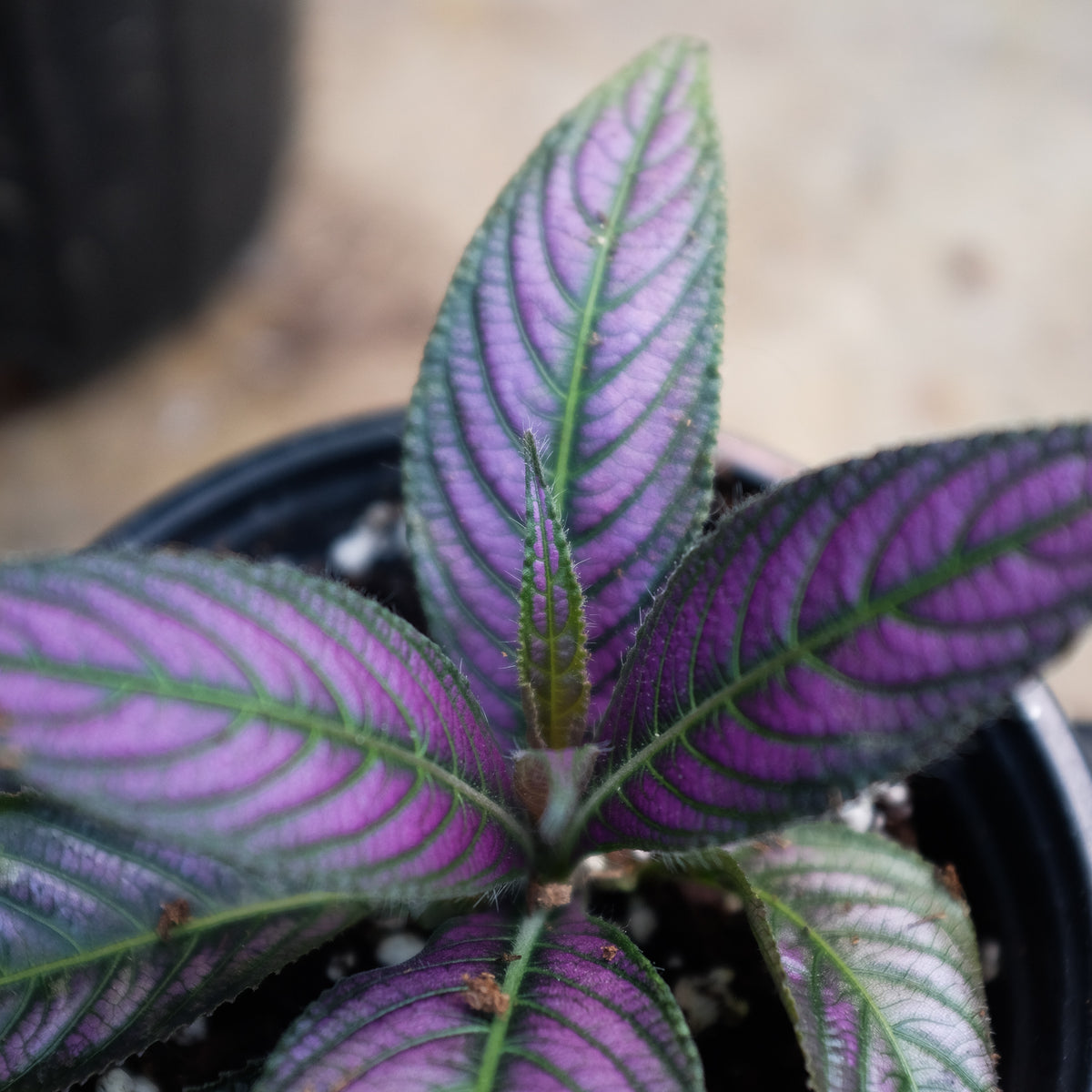 Persian Shield - Strobilanthes dyerianus – Michler's Florist ...