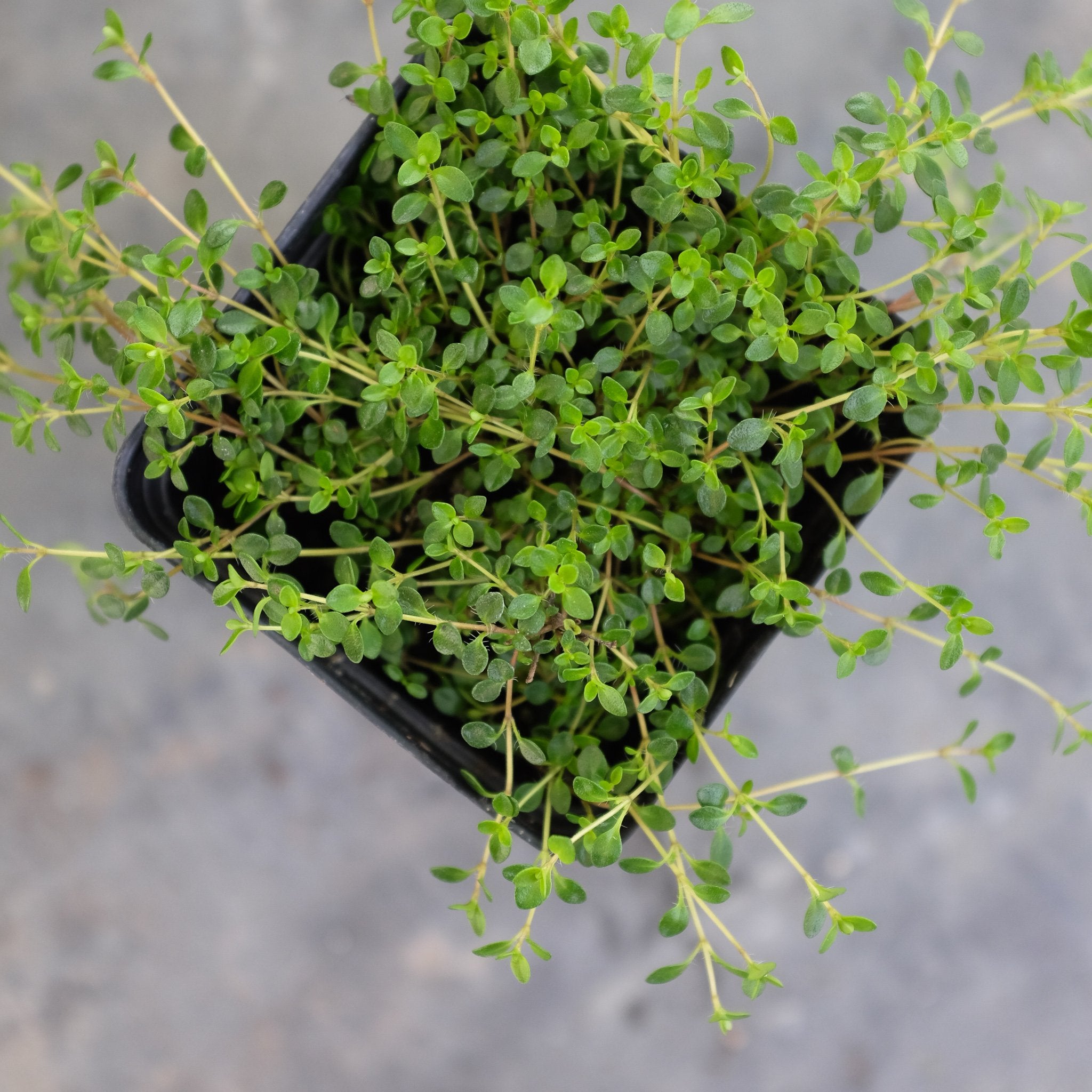 Thymus praecox 'Coccineus' (Red Creeping Thyme) | Herb in Lexington, KY ...