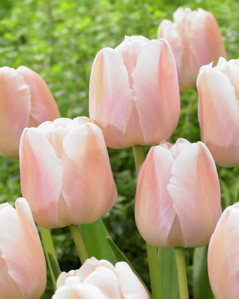 Tulip - Tulipa 'Apricot Pride' (Darwin Hybrid) – Michler's Florist ...