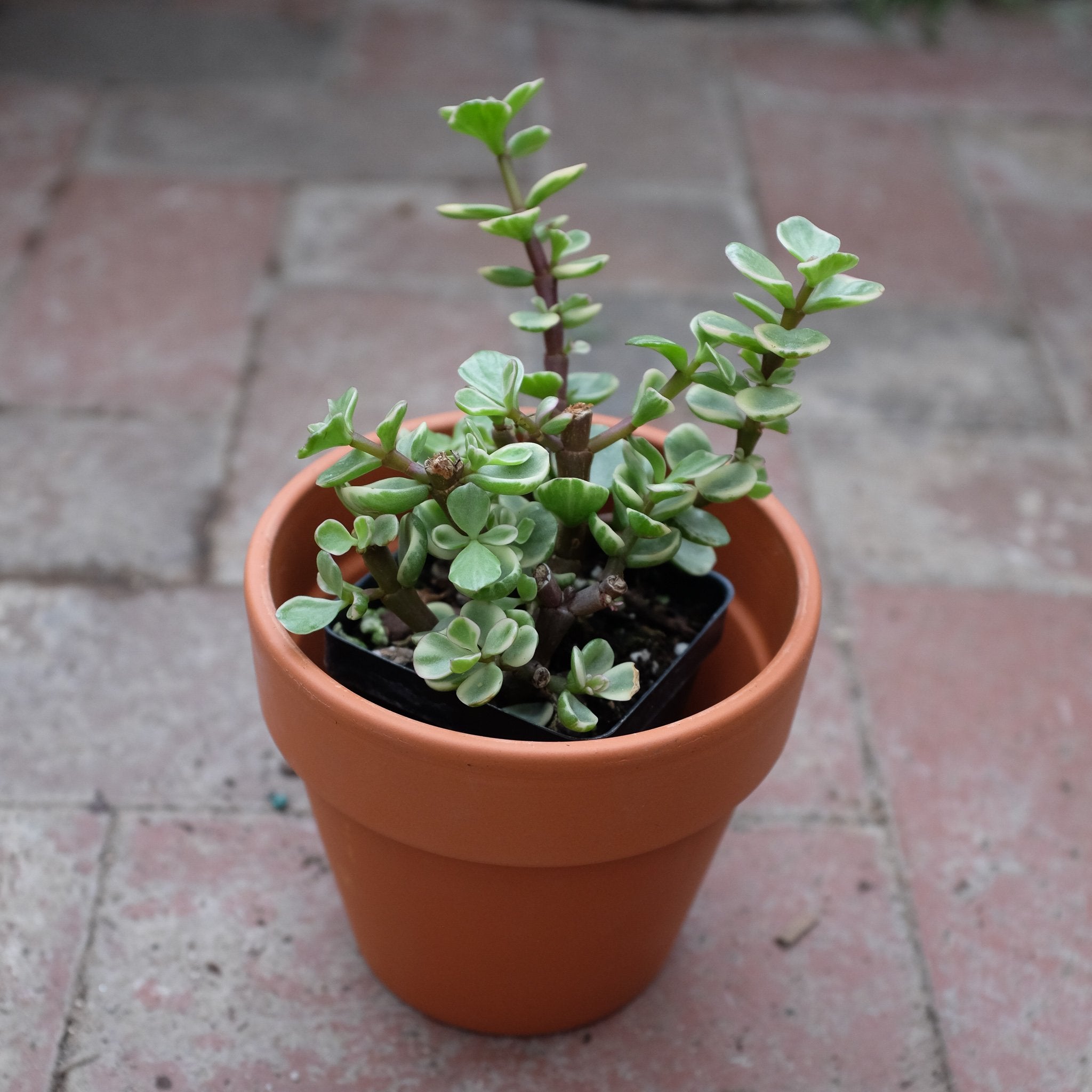Elephant Bush l Miniature Jade l Lexington, KY | Michler's Florist