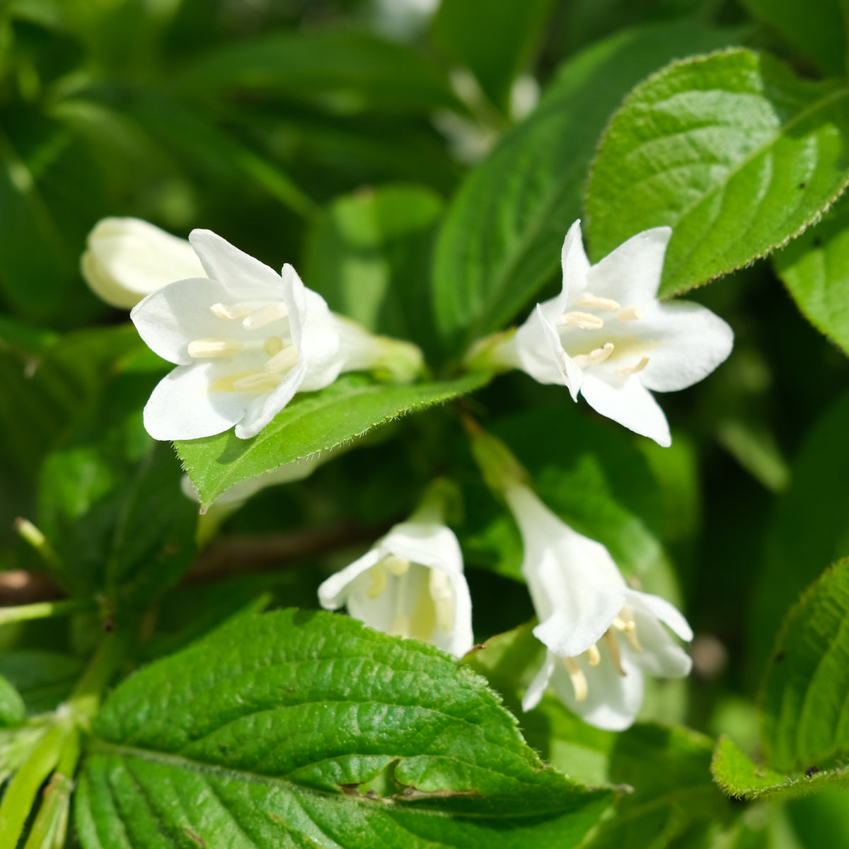 Weigela 'April Snow' | Perennial in Lexington, KY | Michler's