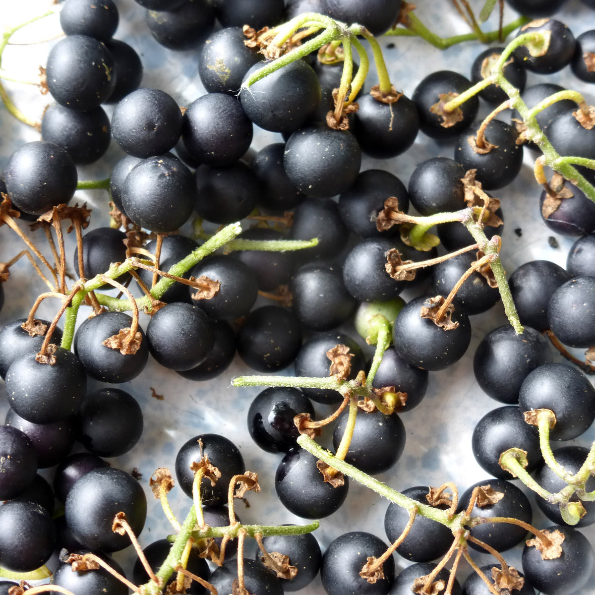 Wonderberry (Sunberry) - Solanum burbankii – Michler's Florist ...